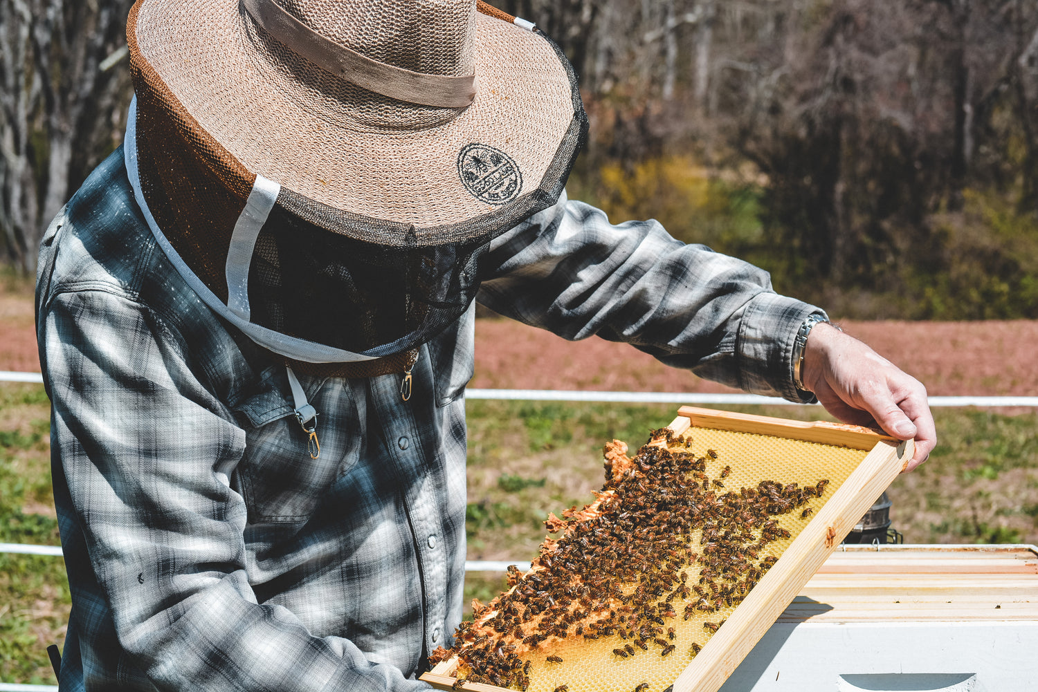 Northern NJ Beekeeping Services | Hive Management & Corporate Programs ...